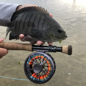 BWCflies Luderick Weed Flies -10 Pack - Green - BWCflies Australia